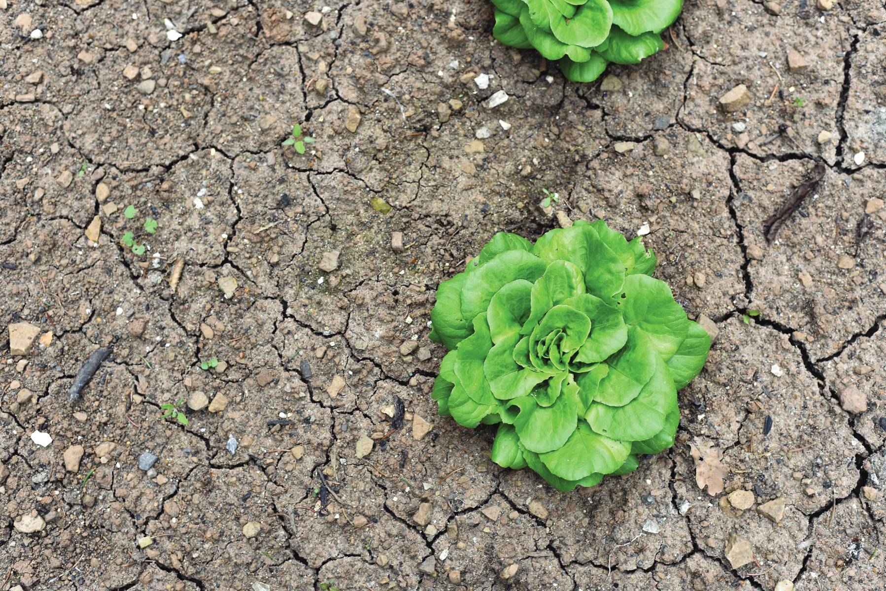 What are Some Dry Land Farming Methods? – Mother Earth News